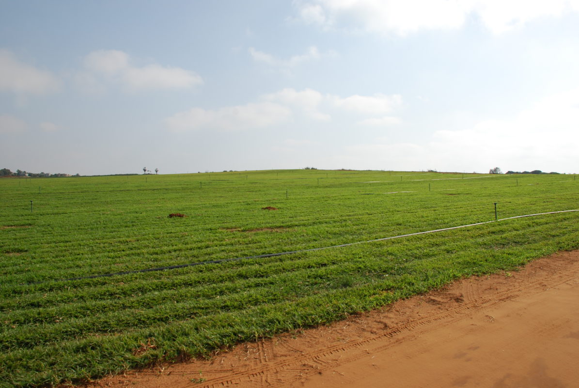 COP26 and the Case for Climate-Smart Agriculture Investment – USGLC